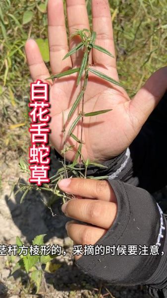 白花蛇舌草图片长什么样_如何辨别真假-第2张图片-山城妙识