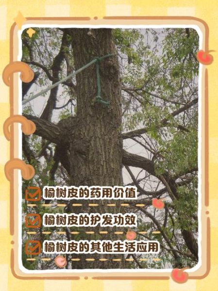 榆树皮的功效与作用_榆树皮禁忌有哪些-第1张图片-山城妙识 榆树皮的功效与作用_榆树皮禁忌有哪些-第1张图片-山城妙识