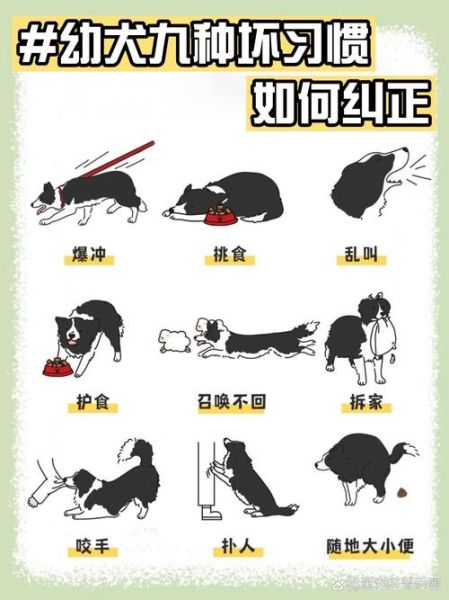 如何安全杀狗_杀狗方法有哪些-第3张图片-山城妙识