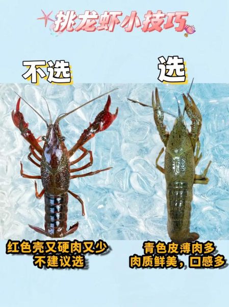 海鲜图片大全_如何挑选新鲜海鲜-第3张图片-山城妙识 海鲜图片大全_如何挑选新鲜海鲜-第3张图片-山城妙识