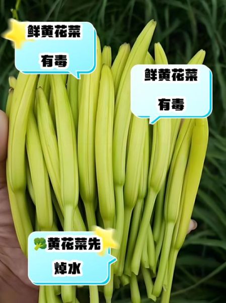 吃黄花菜中毒可以自愈吗_黄花菜中毒多久能好-第3张图片-山城妙识
