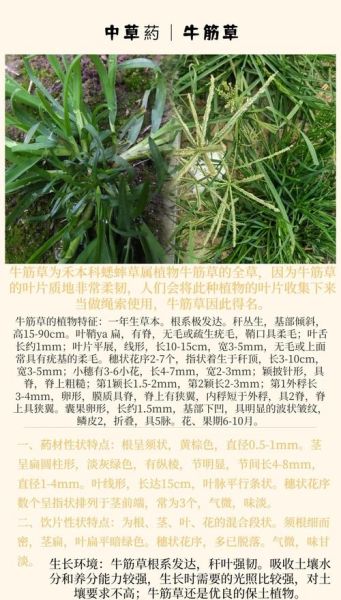 牛筋草副作用有哪些_牛筋草吃了会中毒吗-第1张图片-山城妙识