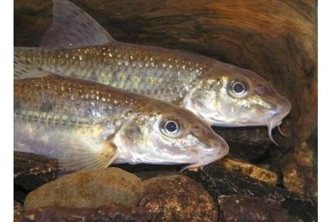 红狼牙鰕虎鱼怎么养_红狼牙鰕虎鱼吃什么-第1张图片-山城妙识 红狼牙鰕虎鱼怎么养_红狼牙鰕虎鱼吃什么-第1张图片-山城妙识