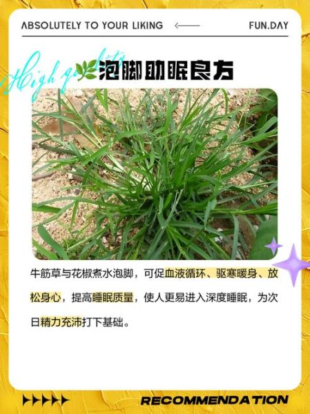 牛筋草副作用有哪些_牛筋草吃了会中毒吗-第2张图片-山城妙识