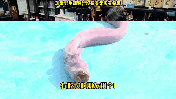 红狼牙鰕虎鱼怎么养_红狼牙鰕虎鱼吃什么-第3张图片-山城妙识 红狼牙鰕虎鱼怎么养_红狼牙鰕虎鱼吃什么-第3张图片-山城妙识