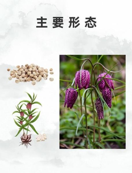 儿童为什么不能吃川贝_川贝对儿童的危害-第1张图片-山城妙识