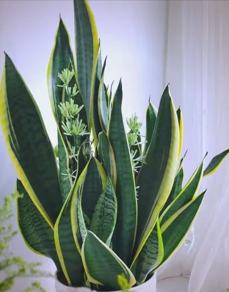 卧室适合放什么花_哪些花有助睡眠-第1张图片-山城妙识