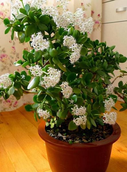 卧室适合放什么花_哪些花有助睡眠-第2张图片-山城妙识