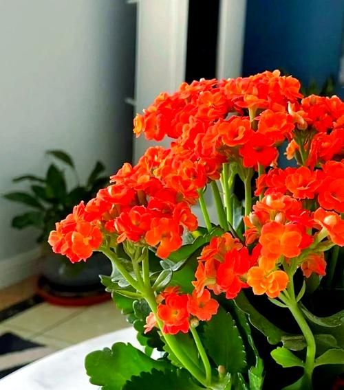 卧室适合放什么花_哪些花有助睡眠-第3张图片-山城妙识