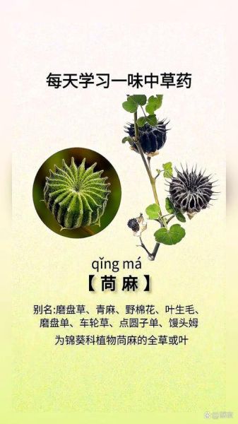 苘麻的功效与作用_苘麻的副作用有哪些-第3张图片-山城妙识 苘麻的功效与作用_苘麻的副作用有哪些-第3张图片-山城妙识