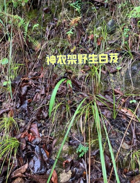 白芨的功效与作用及食用方法_白芨怎么吃效果最好-第1张图片-山城妙识 白芨的功效与作用及食用方法_白芨怎么吃效果最好-第1张图片-山城妙识