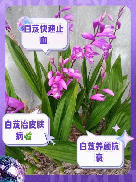 白芨的功效与作用及食用方法_白芨怎么吃效果最好-第2张图片-山城妙识 白芨的功效与作用及食用方法_白芨怎么吃效果最好-第2张图片-山城妙识