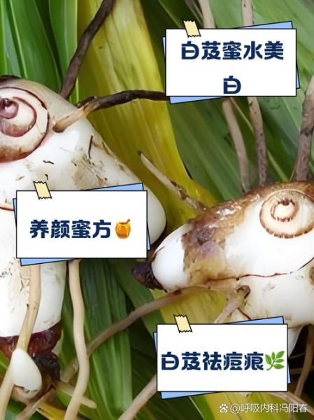 白芨的功效与作用及食用方法_白芨怎么吃效果最好-第3张图片-山城妙识 白芨的功效与作用及食用方法_白芨怎么吃效果最好-第3张图片-山城妙识