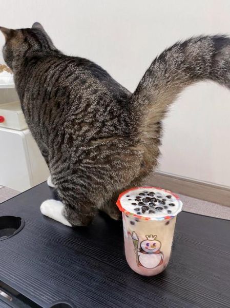 喝奶茶表情包怎么保存_喝奶茶表情包为什么这么火-第1张图片-山城妙识