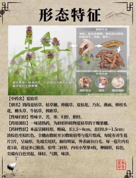 夏枯草的功效与作用及禁忌_哪些人不能吃-第1张图片-山城妙识