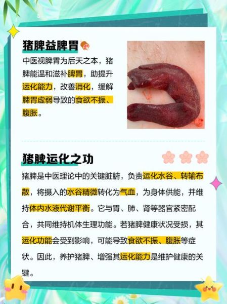 猪脾的功效与作用_猪脾怎么吃最补-第1张图片-山城妙识