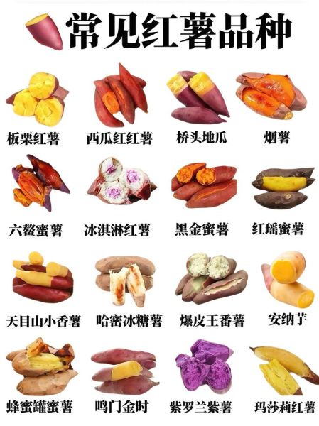 薯类食物有哪些_常见薯类品种与营养区别-第1张图片-山城妙识