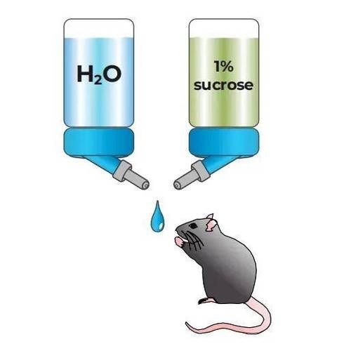 糖水偏好实验步骤_如何减少小鼠应激-第2张图片-山城妙识 糖水偏好实验步骤_如何减少小鼠应激-第2张图片-山城妙识