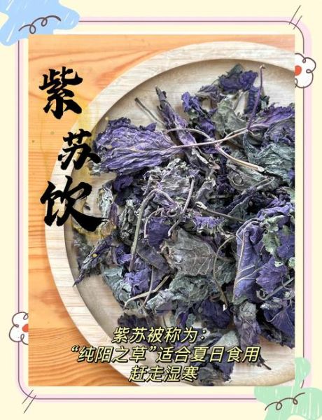 紫苏叶图片长什么样_紫苏叶的功效与作用有哪些-第3张图片-山城妙识