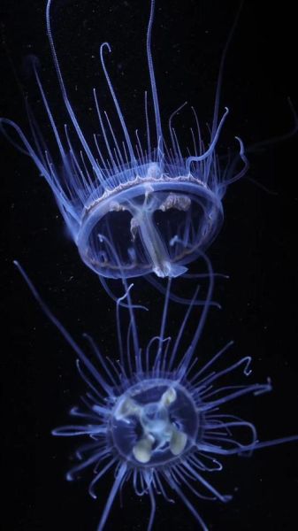 桃花水母有毒吗_桃花水母毒性有多强-第1张图片-山城妙识