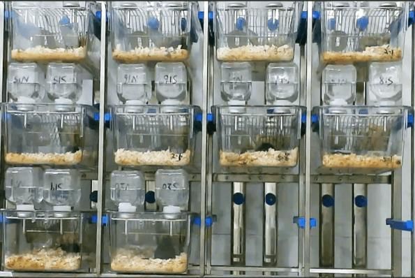 糖水偏好实验步骤_如何减少小鼠应激-第3张图片-山城妙识 糖水偏好实验步骤_如何减少小鼠应激-第3张图片-山城妙识