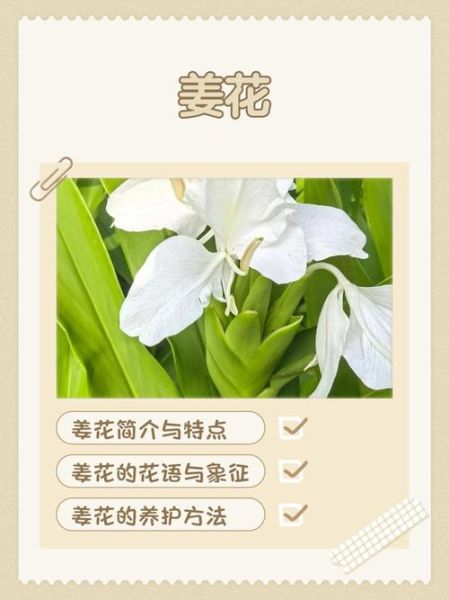 姜花的花语是什么_姜花适合送什么人-第1张图片-山城妙识