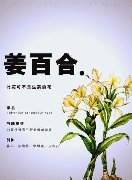 姜花的花语是什么_姜花适合送什么人-第2张图片-山城妙识