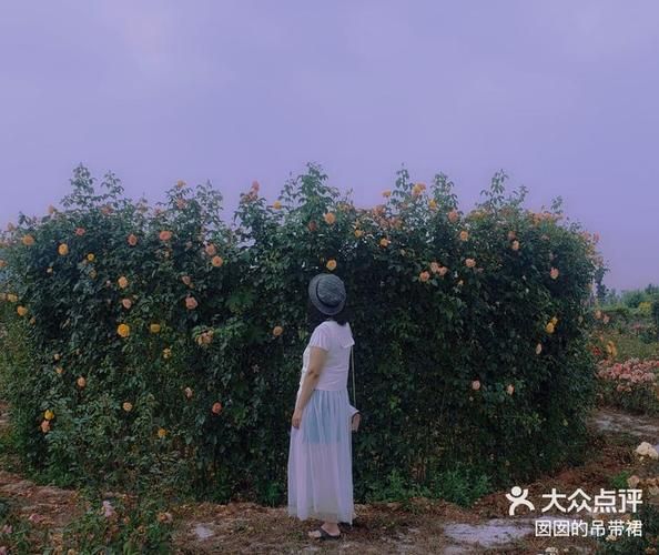 玫瑰小镇app官方下载_怎么安装才安全-第1张图片-山城妙识