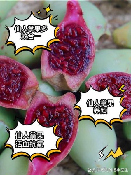 仙人掌的果实有什么功效_仙人掌果怎么吃最好-第1张图片-山城妙识