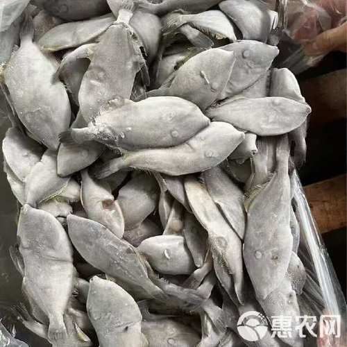 耗儿鱼多少钱一斤_耗儿鱼价格行情-第1张图片-山城妙识