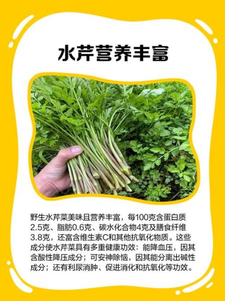 水芹菜和芹菜的区别_哪个更营养-第1张图片-山城妙识