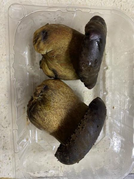 黑牛肝菌图片_如何分辨真假-第3张图片-山城妙识