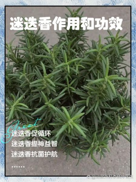 迷迭香茶的功效与作用及禁忌_迷迭香茶什么人不能喝-第1张图片-山城妙识 迷迭香茶的功效与作用及禁忌_迷迭香茶什么人不能喝-第1张图片-山城妙识