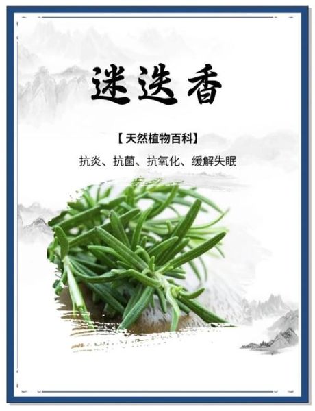 迷迭香茶的功效与作用及禁忌_迷迭香茶什么人不能喝-第3张图片-山城妙识 迷迭香茶的功效与作用及禁忌_迷迭香茶什么人不能喝-第3张图片-山城妙识