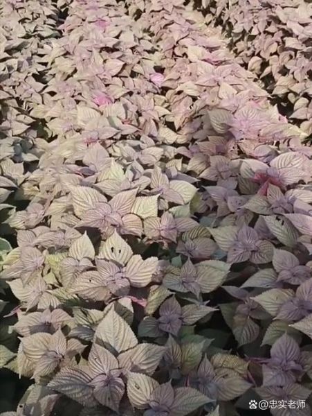 苏子是什么_苏子与紫苏的区别-第2张图片-山城妙识