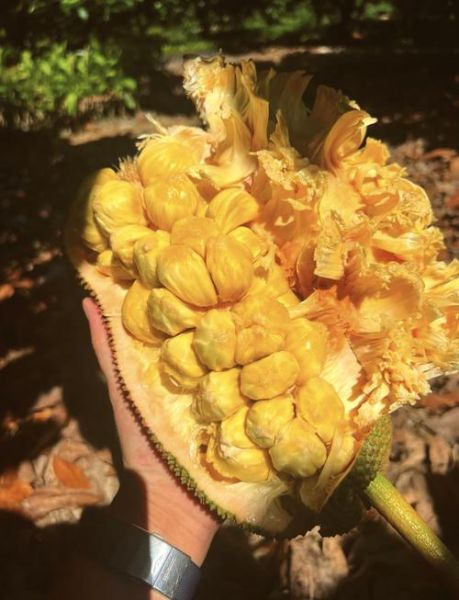 菠萝蜜长什么样子_菠萝蜜和榴莲区别-第2张图片-山城妙识 菠萝蜜长什么样子_菠萝蜜和榴莲区别-第2张图片-山城妙识