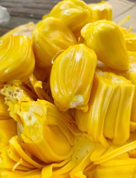 菠萝蜜长什么样子_菠萝蜜和榴莲区别-第3张图片-山城妙识 菠萝蜜长什么样子_菠萝蜜和榴莲区别-第3张图片-山城妙识