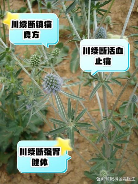 续断的功效与作用_续断怎么吃效果最好-第1张图片-山城妙识