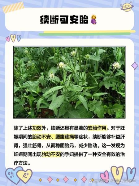 续断的功效与作用_续断怎么吃效果最好-第2张图片-山城妙识