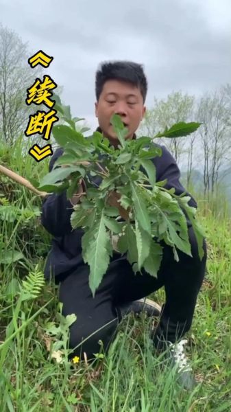 续断的功效与作用_续断怎么吃效果最好-第3张图片-山城妙识