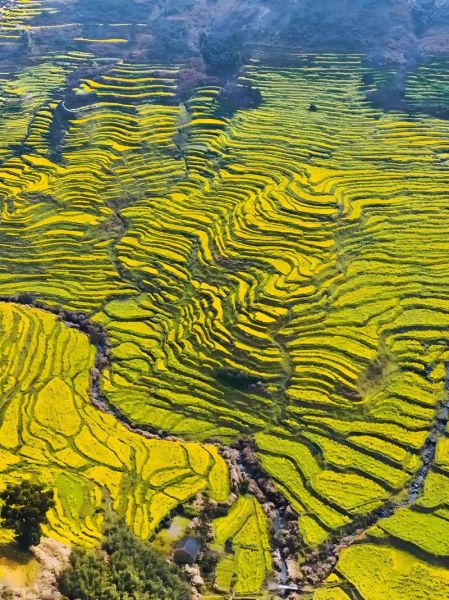 婺源油菜花什么时候开_婺源油菜花最佳观赏时间-第3张图片-山城妙识