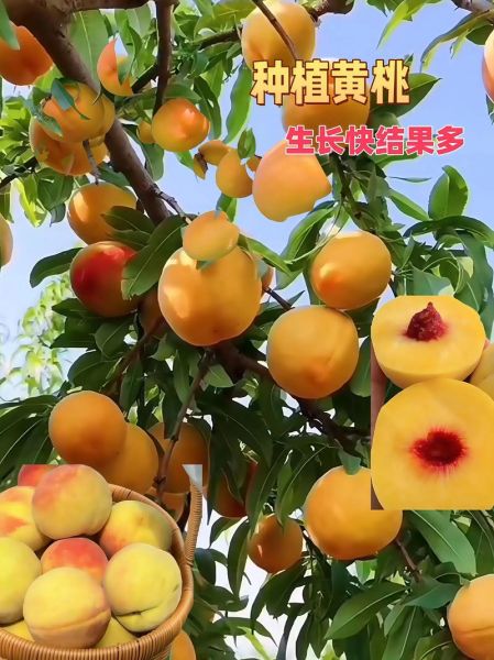 黄桃视频怎么下载_黄桃视频安全吗-第1张图片-山城妙识