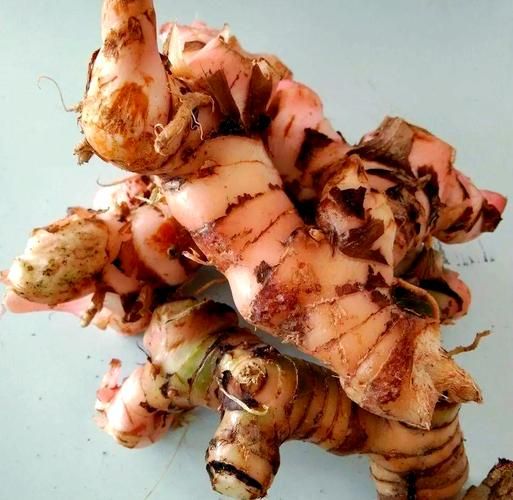 良姜长什么样_良姜和生姜的区别-第3张图片-山城妙识 良姜长什么样_良姜和生姜的区别-第3张图片-山城妙识