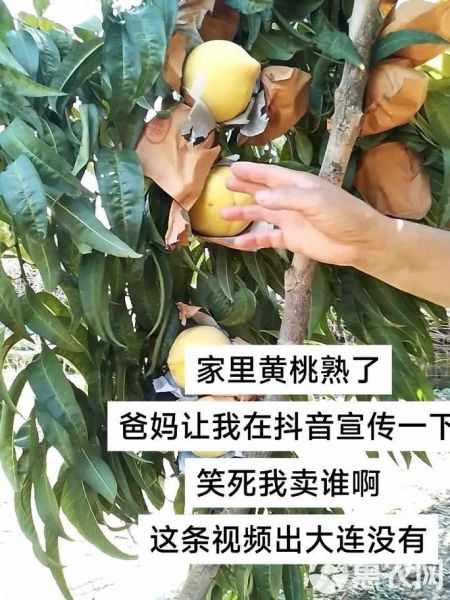 黄桃视频怎么下载_黄桃视频安全吗-第2张图片-山城妙识