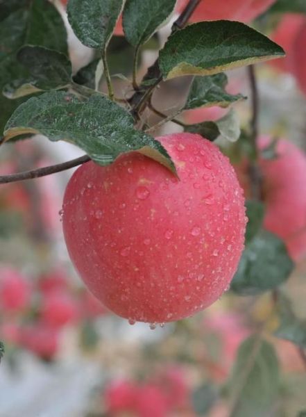 苹果图片大全_如何挑选高清苹果壁纸-第3张图片-山城妙识