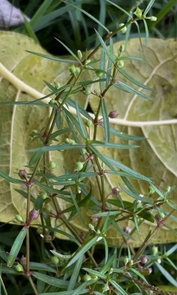 百花蛇舌草长什么样_白花蛇舌草图片特征-第1张图片-山城妙识