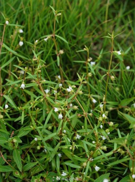 百花蛇舌草长什么样_白花蛇舌草图片特征-第2张图片-山城妙识
