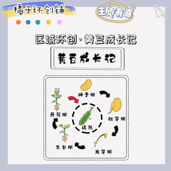 豆子怎么种_豆子多久发芽-第2张图片-山城妙识