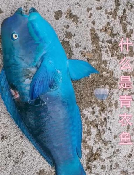 青衣鱼的营养价值及功效_青衣鱼适合什么人吃-第1张图片-山城妙识