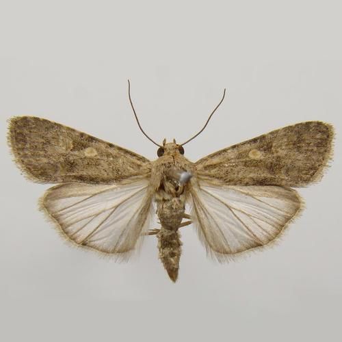 甜菜夜蛾成虫长什么样_如何快速识别-第2张图片-山城妙识